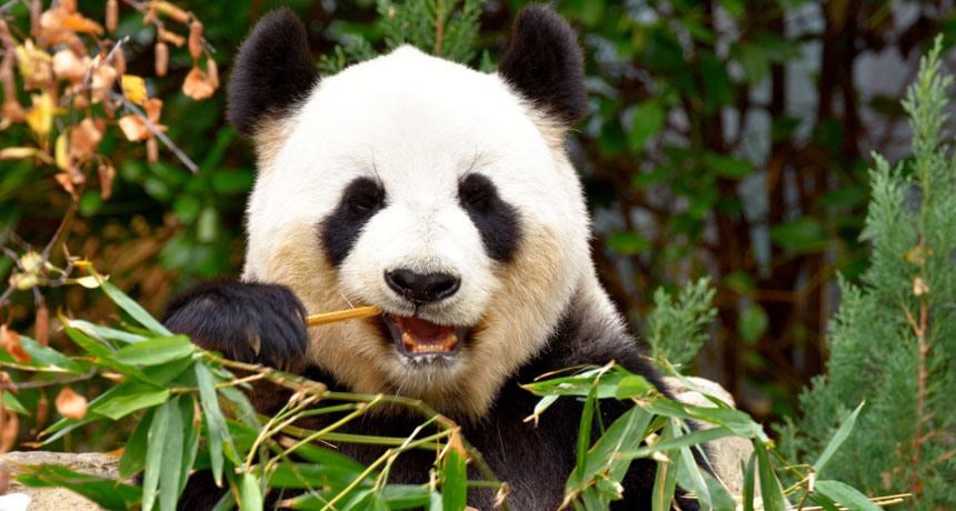 ANIMALS TIME : The Best 10 Pandas Pics