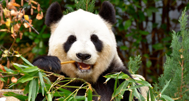 ANIMALS TIME : The Best 10 Pandas Pics