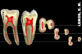 PRIMEIRO MOLAR INFERIOR PERMANENTE - RESUMO COMPLETO