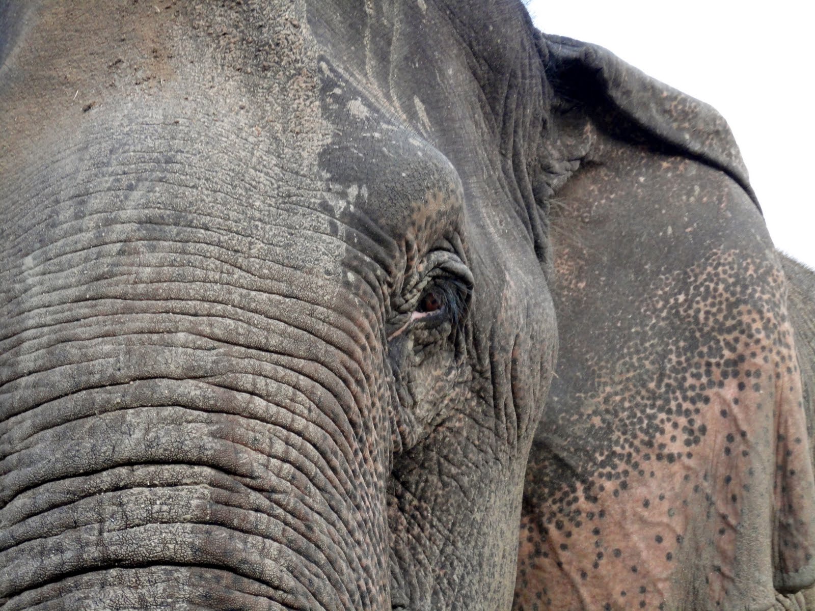 My Middle Eastern Adventure!: Elephant Escapade - Chiang Mai, Thailand