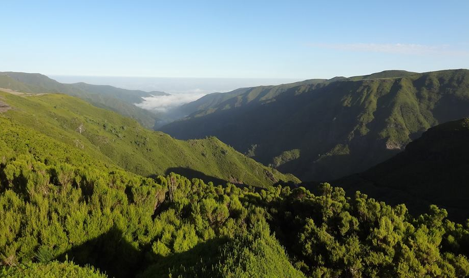 Vereda do Fanal PR13 - Madeira Turismo - Tourist Guide to the Island of ...