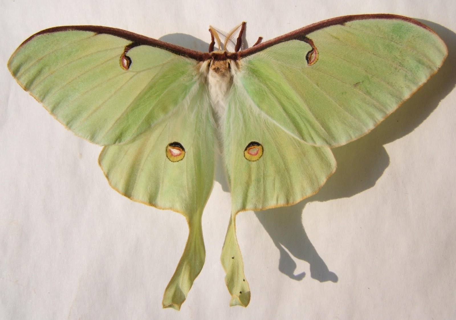 Top 6 Most Beautiful Moth Species in the World