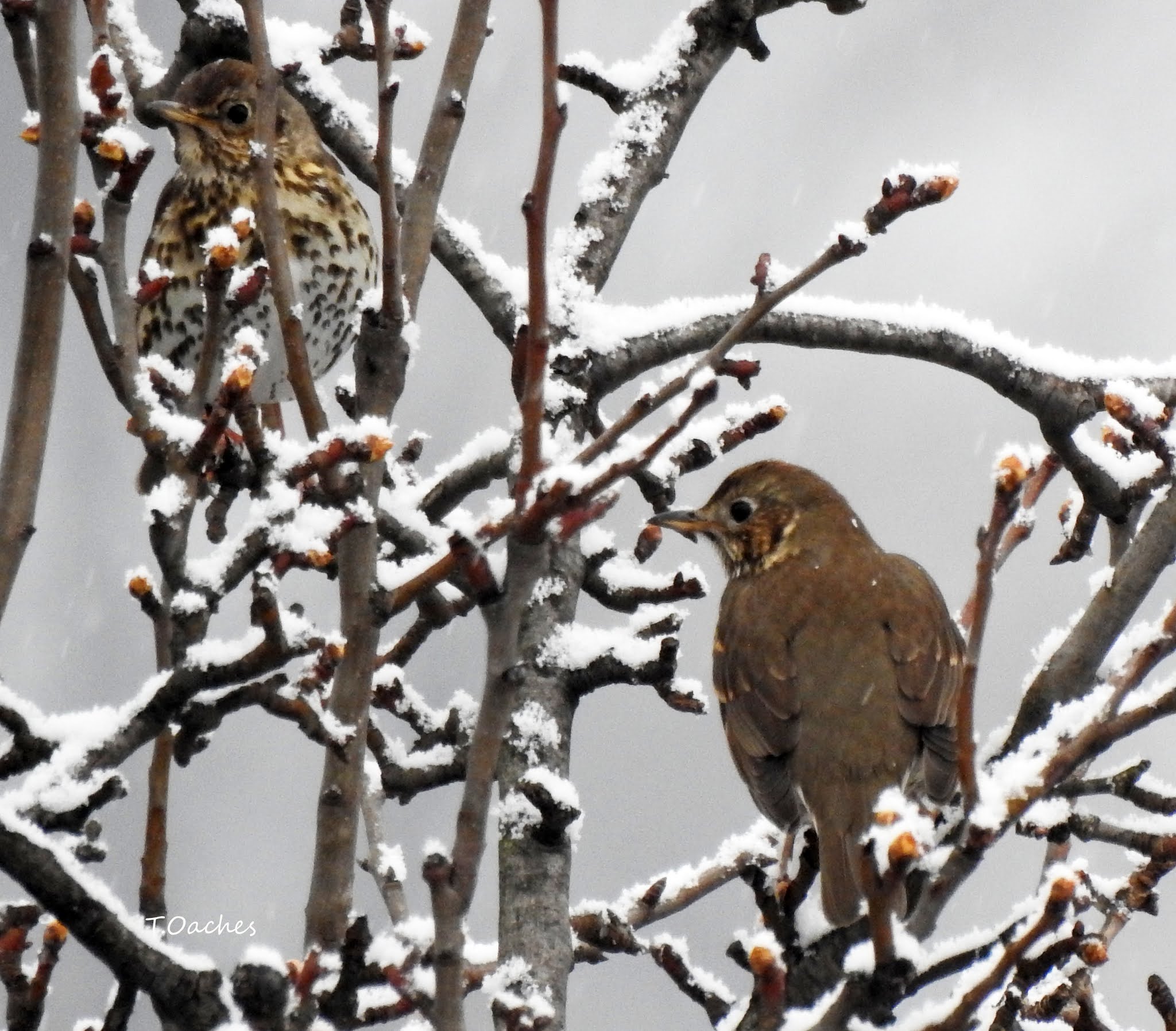 PASARI DIN ROMANIA: STURZ CANTATOR, Turdus philomelos