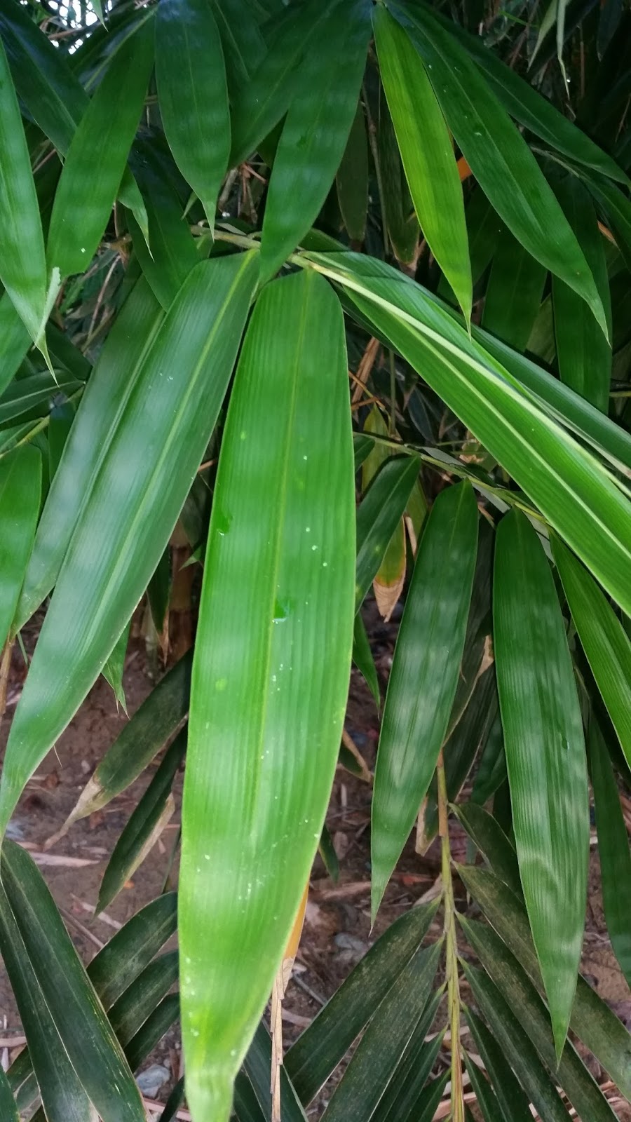 Warisan Petani: Pokok Buluh 2 : Buluh Batu