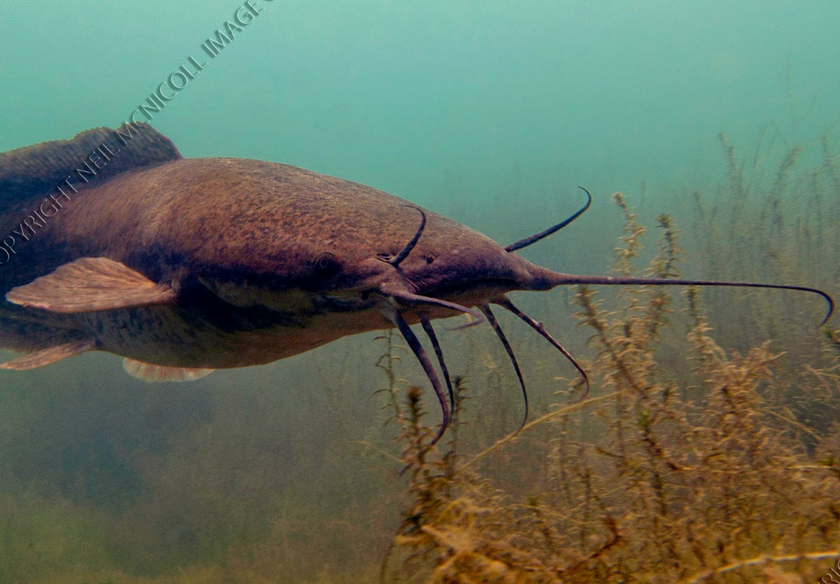 Freshwater Fish Photographs: Catfish