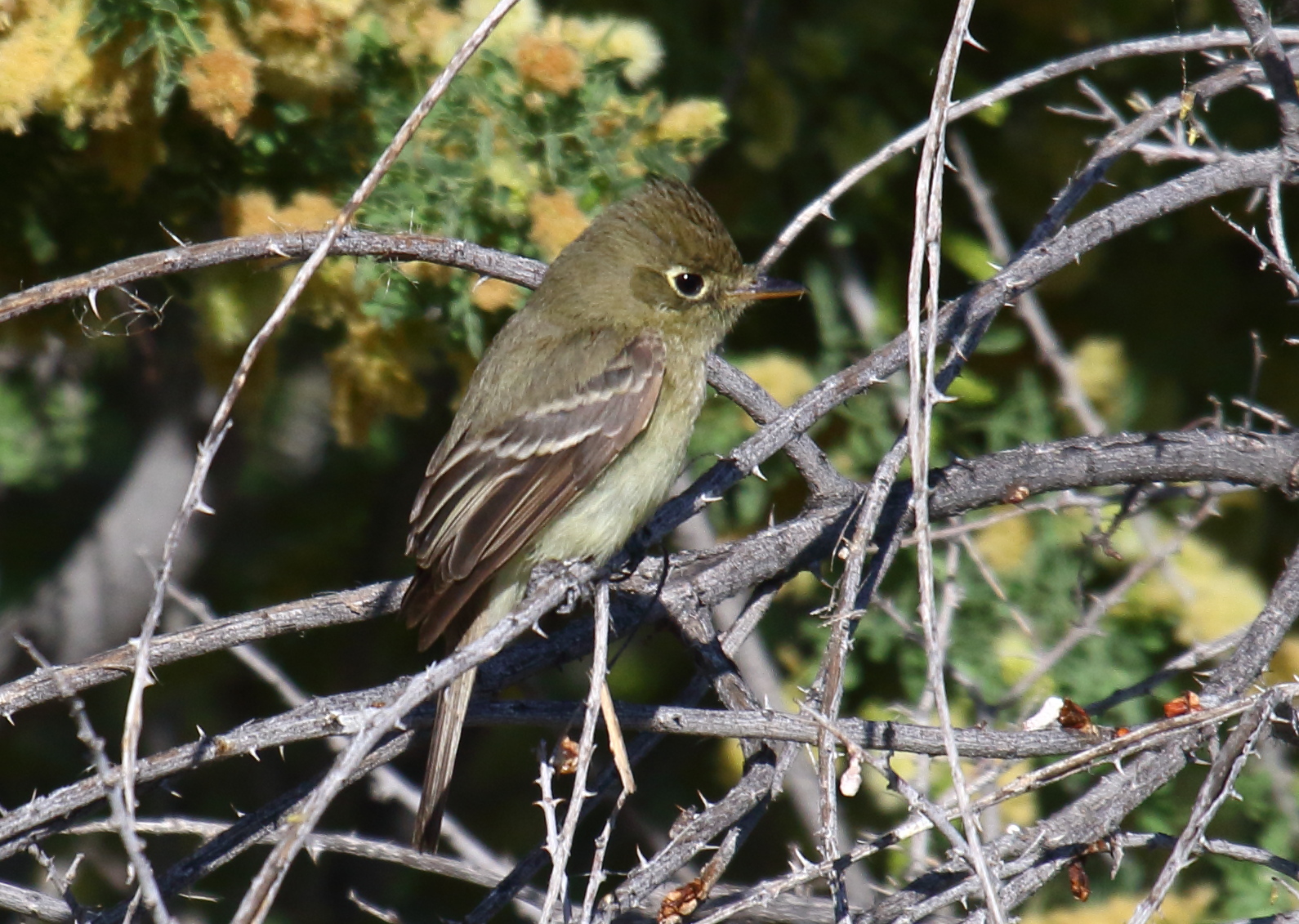 Pacific-slope Flycatchers in Borrego Springs - Greg in San Diego