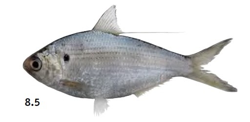 Ikan Selanget Atau Hairback Herring (Nematalosa come); Morfologi ...