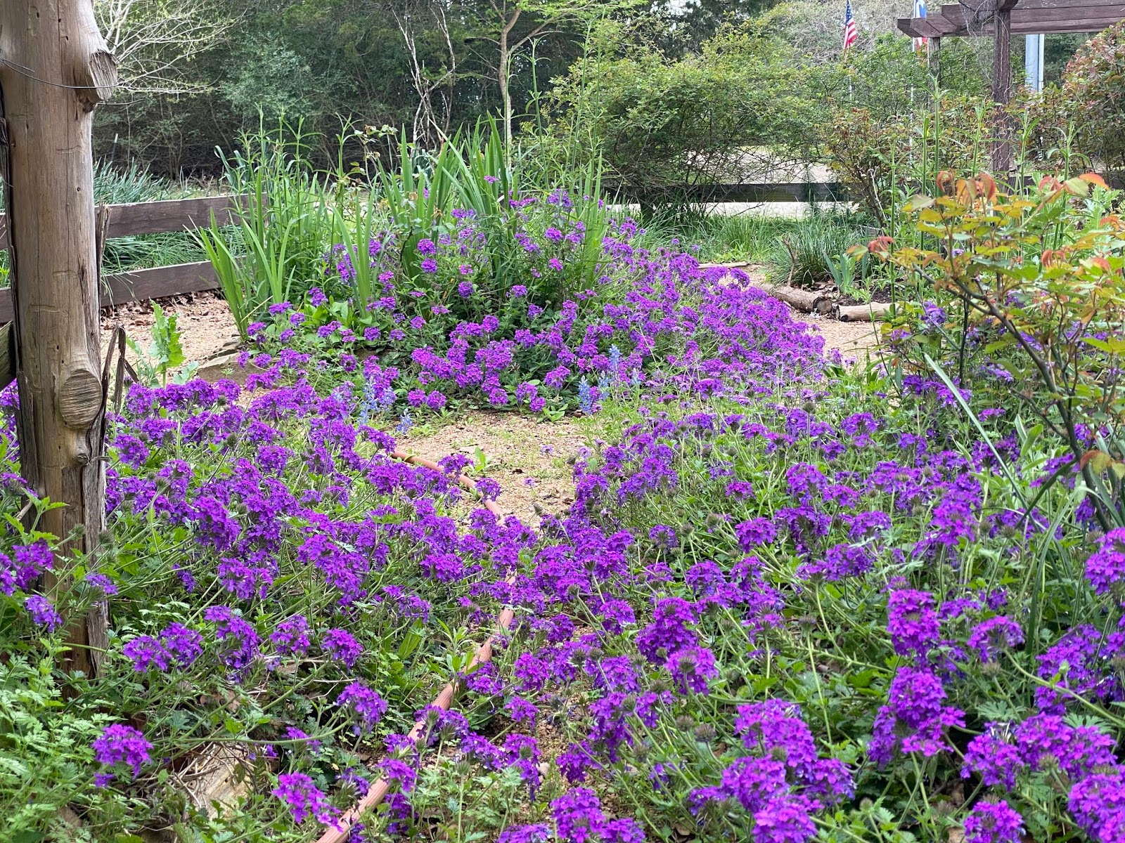 Lisa Bonassin's Garden: More Pictures of Homestead Purple Verbena and ...