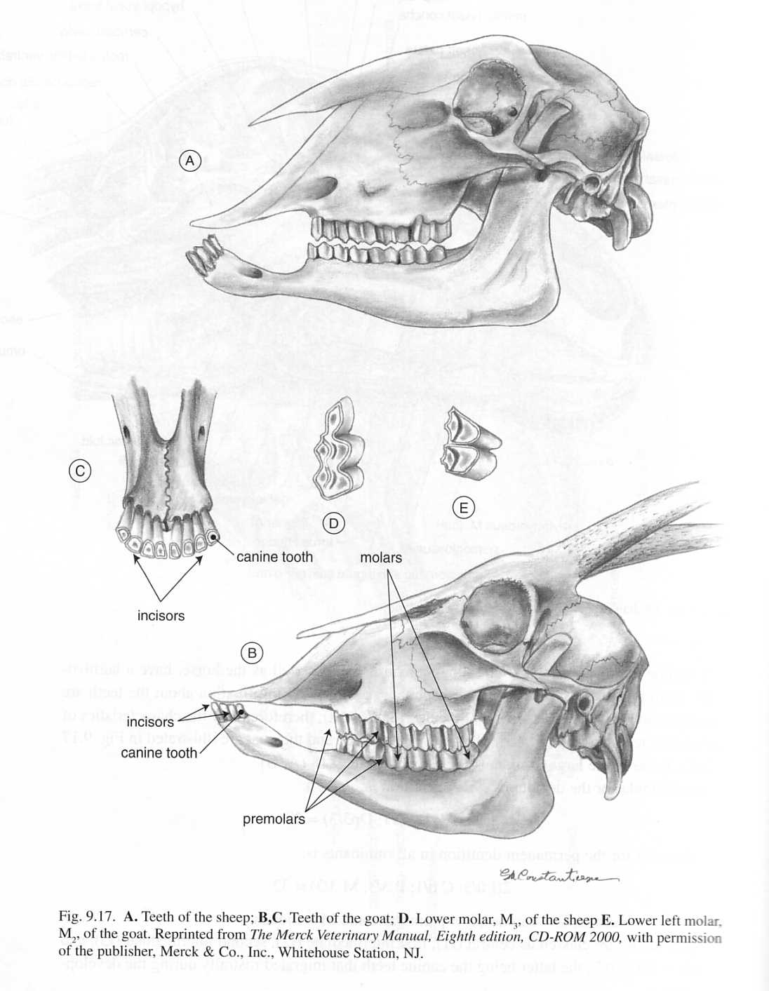 The Adventures of Noodleville: A Noodleville "How To": Copper Bolusing