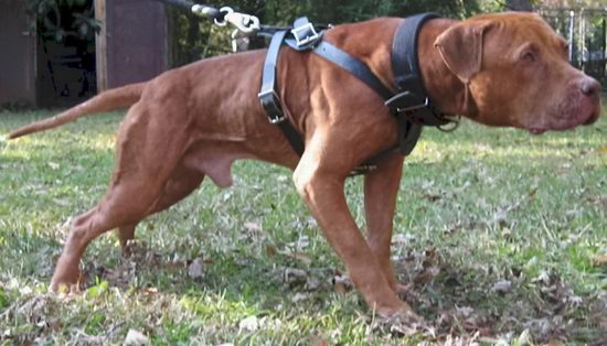 Game Dog World: GR CH EVOLUTION KENNEL MACHOBUCK! ROM DOY 2004