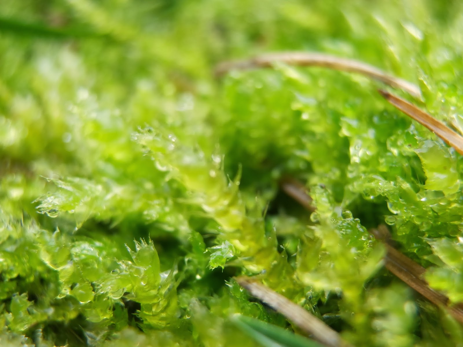 De natura: Mankós rövidtokú moha (Brachythecium rutabulum)