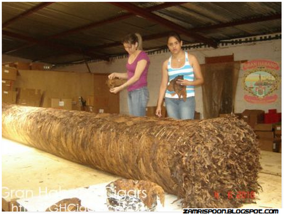 Curut Terbesar di Dunia ~ zamrispoon