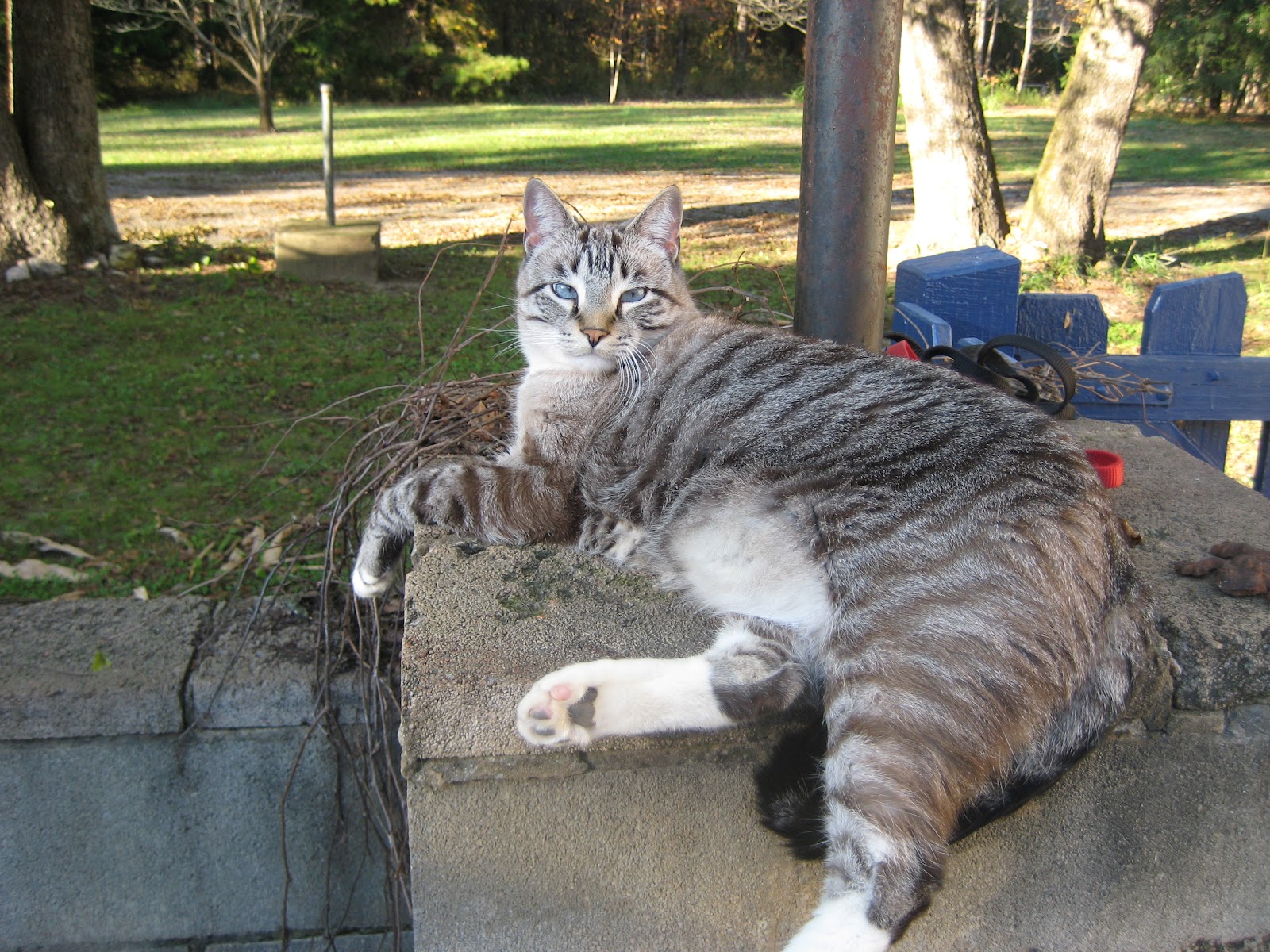 The Land of Melting Shadows: Cat Tales ~ Siamese Cat Facts