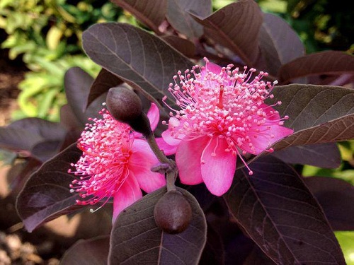 Plants For Sale: Purple Guava