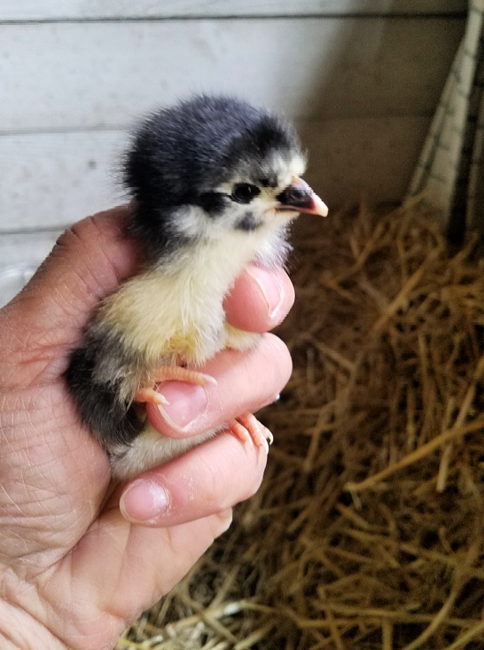 Beautiful Work Info About How To Handle Baby Chicks - Officermember29