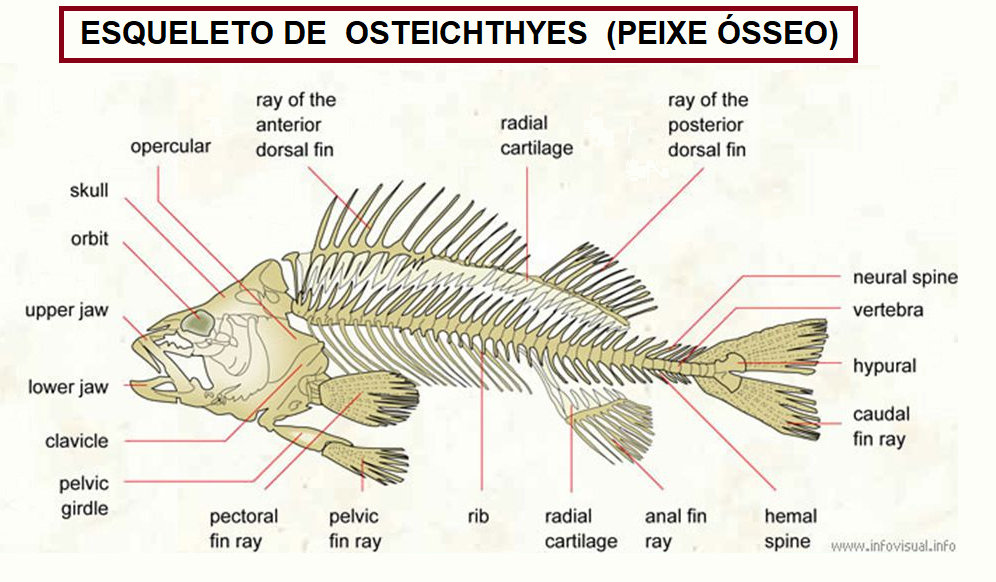 BIOLOGIA PARA A VIDA : SUPER CLASSE PISCES (PEIXES)