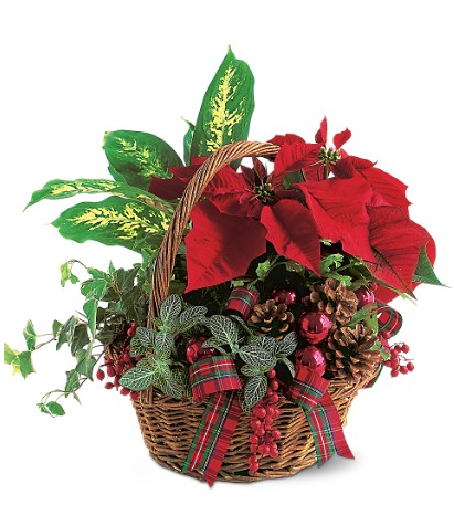 Bloomex - The Official Blog of Bloomex.ca: Beautiful Christmas Flower ...