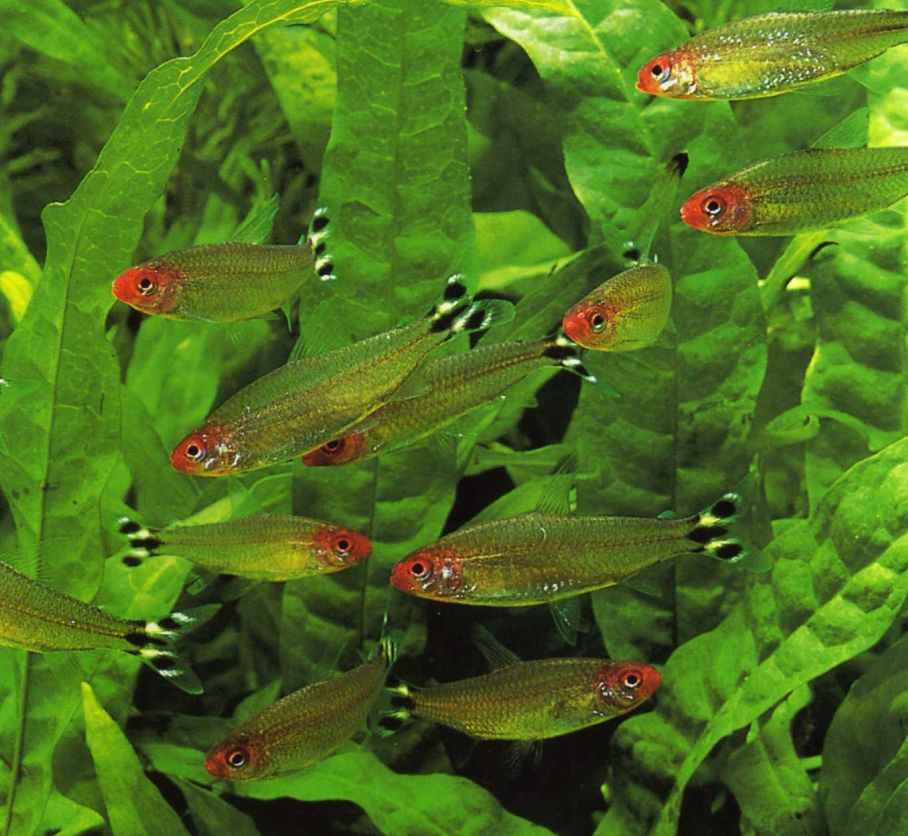 blogpreketek: Hemigrammus rhodostomus - Rummy Nose Tetra