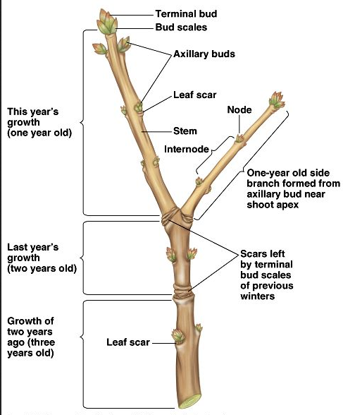 Z78 - Farm : Farm 15 - tree bud