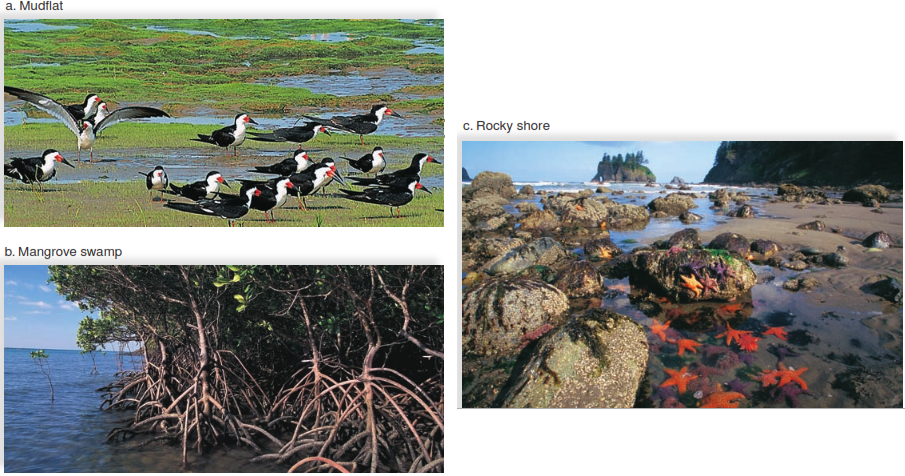 Coastal Ecosystems Border the Oceans