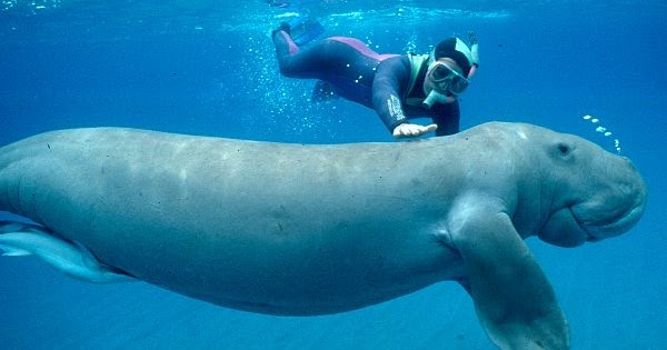 Dugong, Si Sapi Laut Yang Terancam Punah
