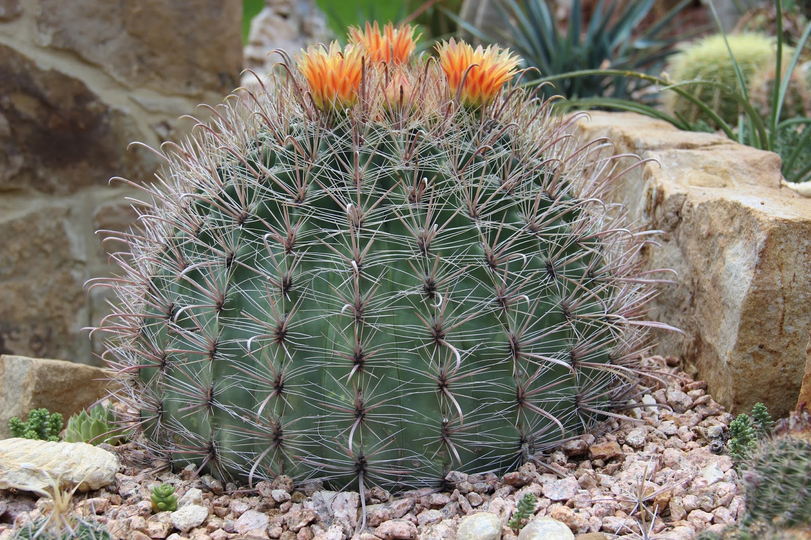 edensouthwest: Ferocactus wislizeni