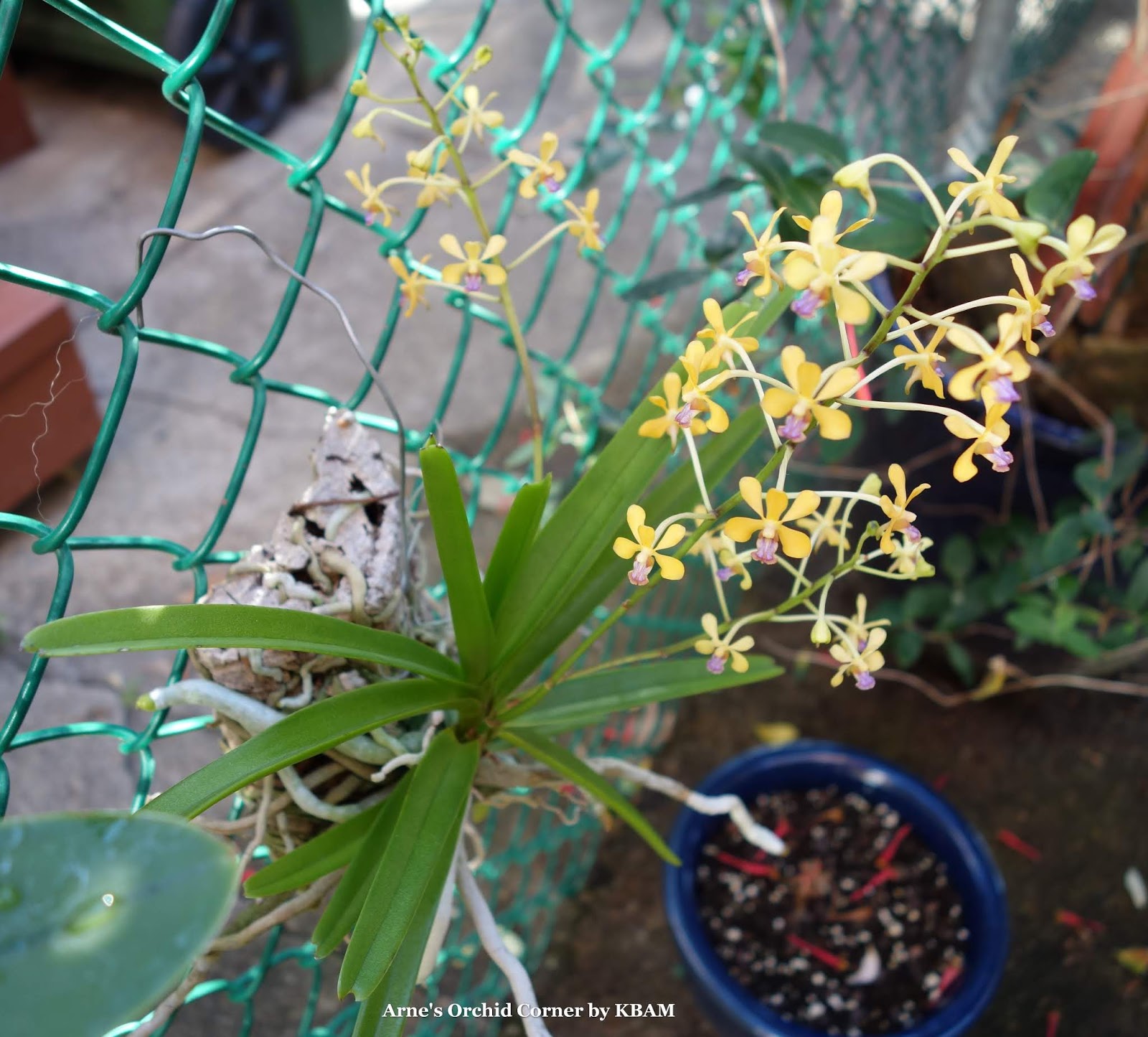 Arne's Orchid Corner: Orchid of the day: Vanda testacea
