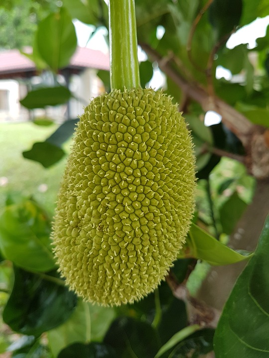 Jackfruit Care - How To Grow Jackfruit Trees | Treehomes.info