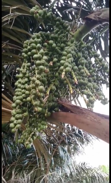 Budidaya Aren : CARA MENYADAP TANDAN BETINA ATAU TANDAN KOLANG KALING AREN