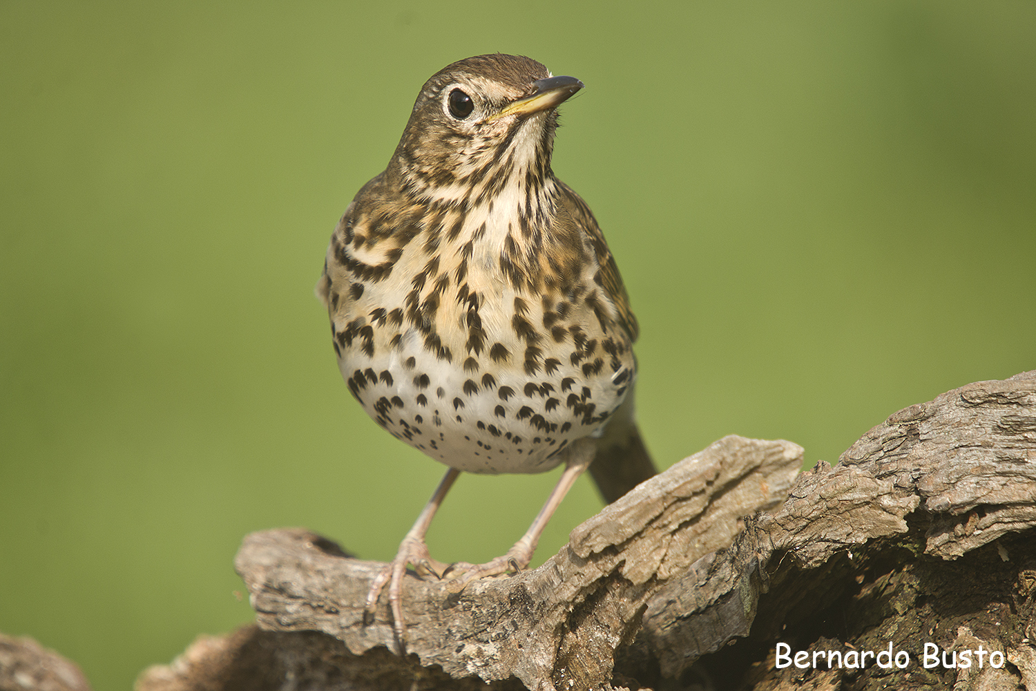 RÍA DE LA VILLA: Malvís