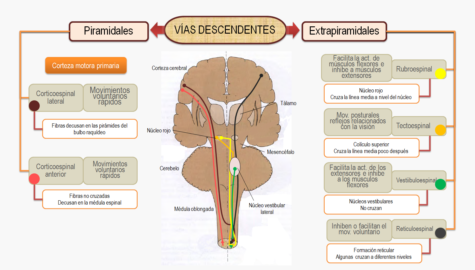 Fisiológicamente hablando.: Tema 9.7. Médula espinal: vías ascendentes ...