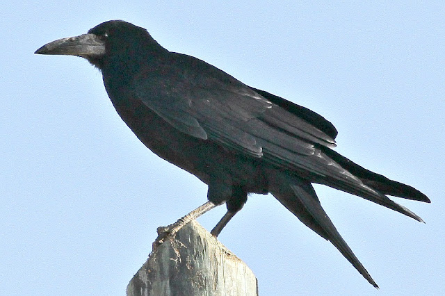 AVESANTURTZI: LAS GRAJAS LEONESAS Y EL CAMINO DE SANTIAGO