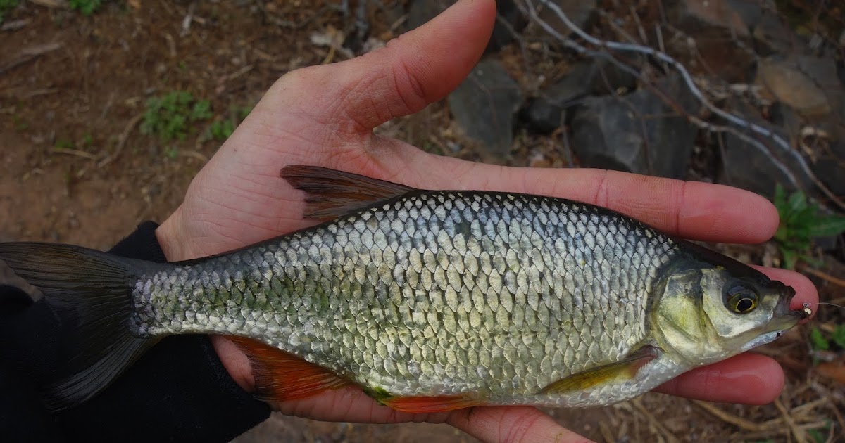 Connecticut Fly Angler: A Quest For Golden Shiners