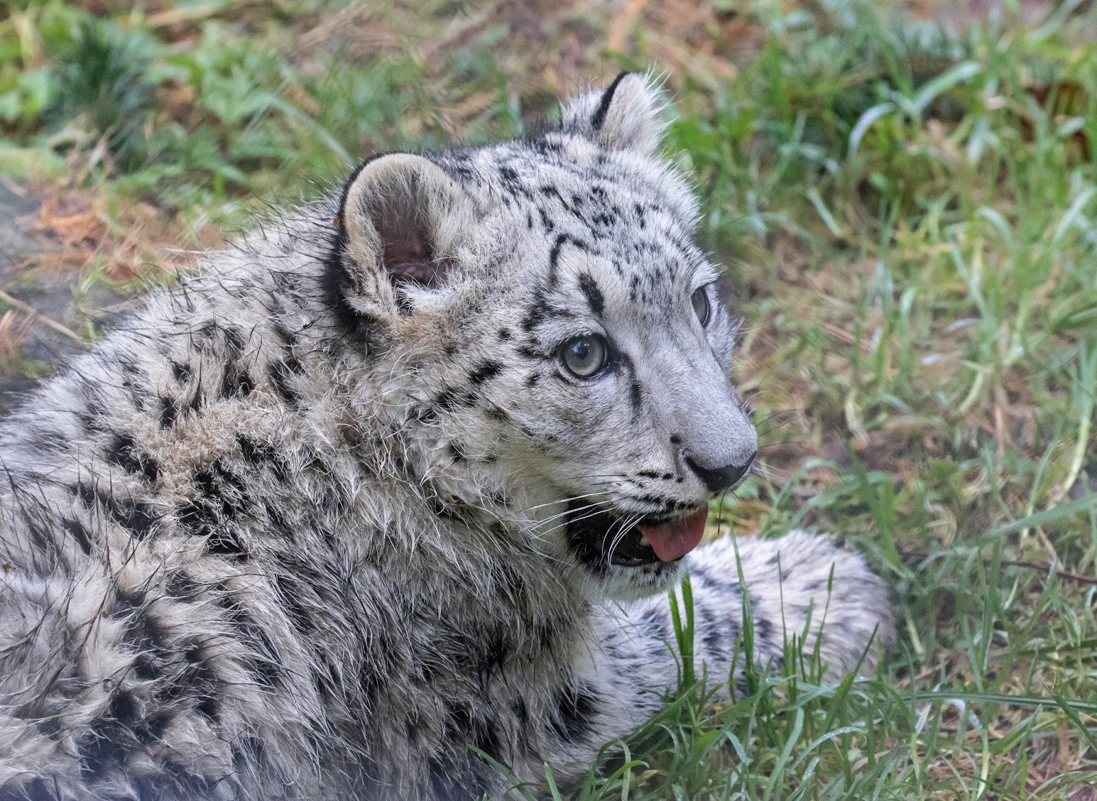 First snow leopard cubs caught on camera in reserve: Hunting area ...