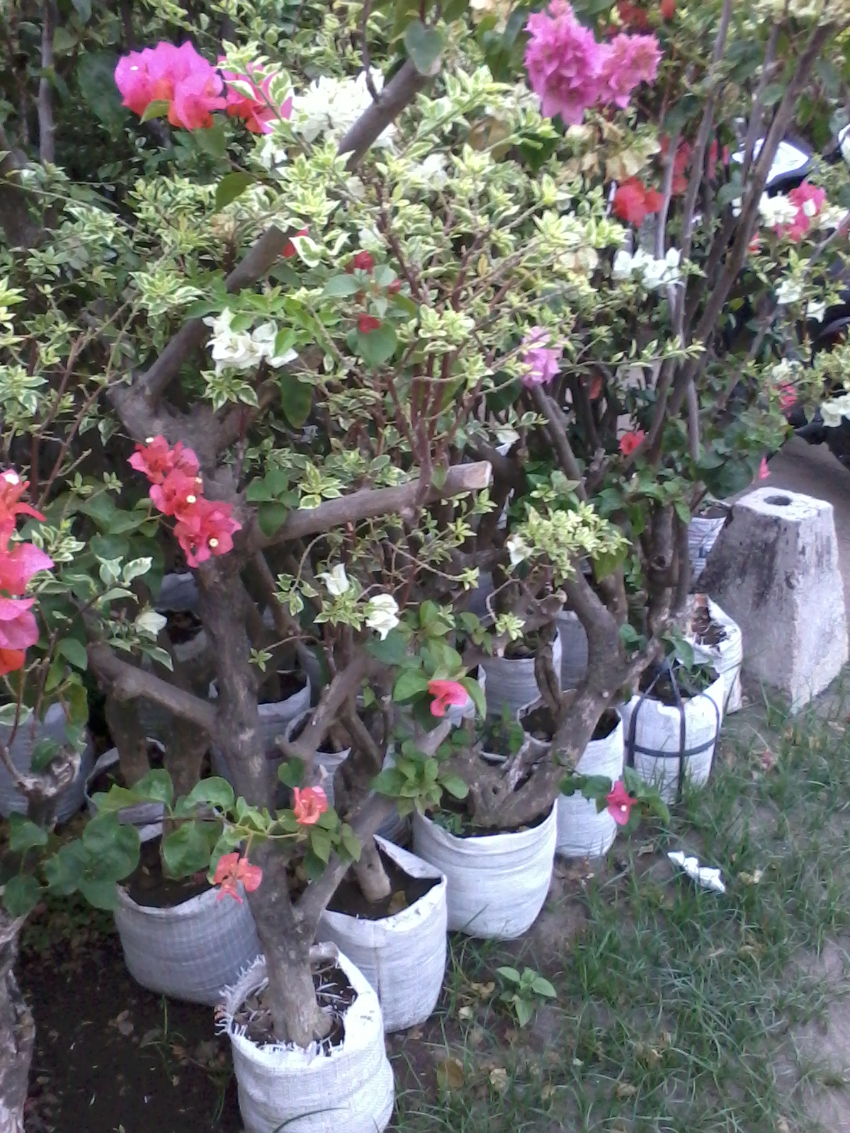 Tanaman bogenfil ~ JASA HIAS TAMAN