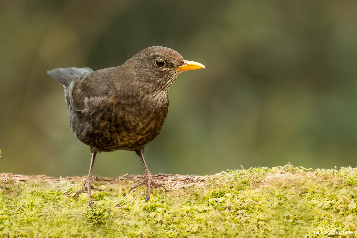 Irma's Natuurbeleving : Merel