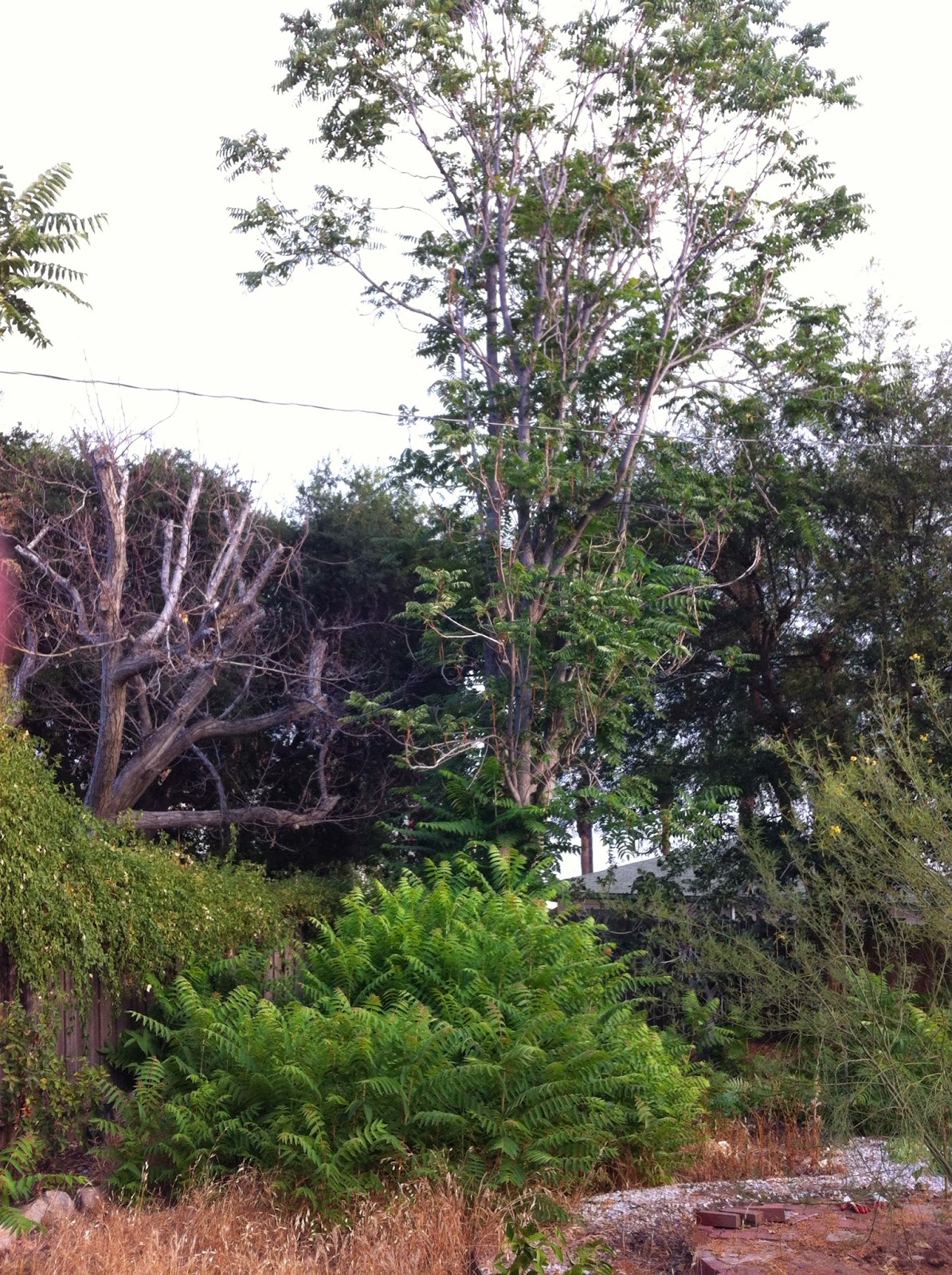 Time Axis: Ding-Dong, the Tree of Heaven is dead!