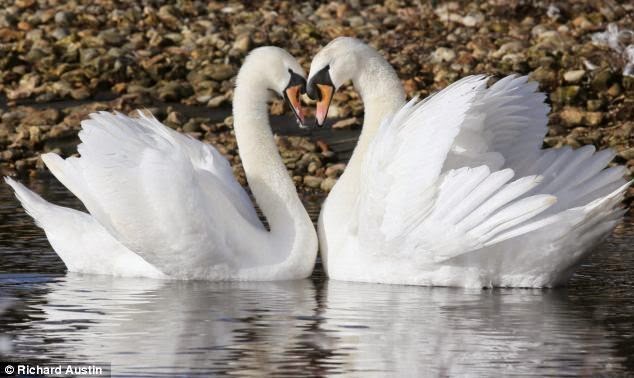 Lebede cu crema de mascarpone si frisca - simonacallas
