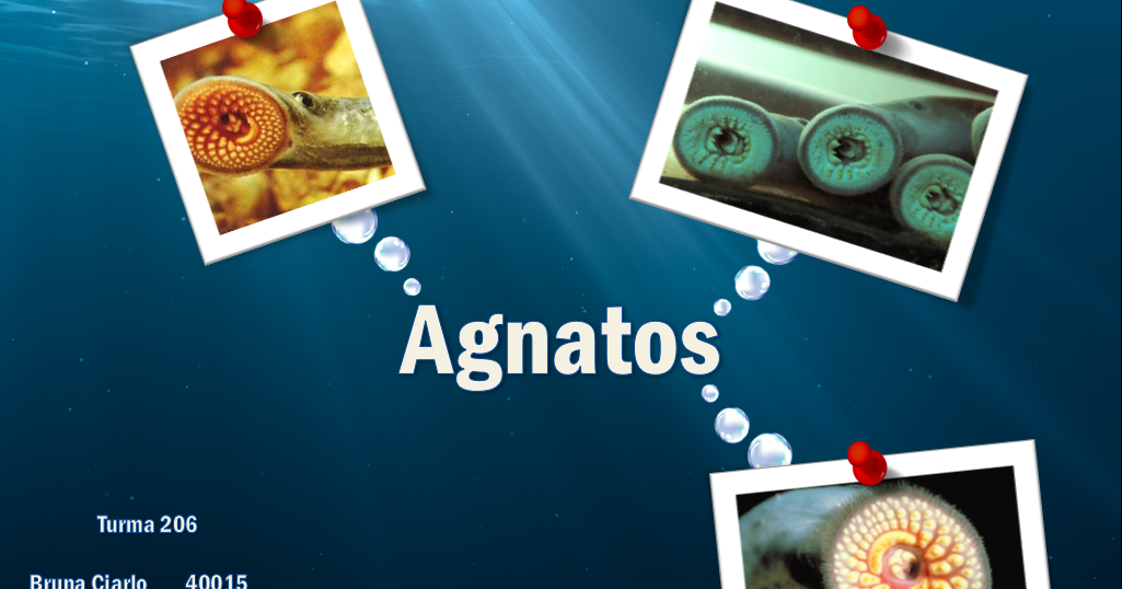 Biologia: Agnatos (classe Agnatha)