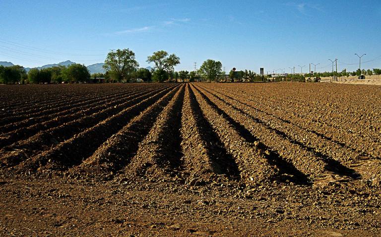 El mexiquense Hoy: Disminuye la superficie sembrada y cosechada en Edomex