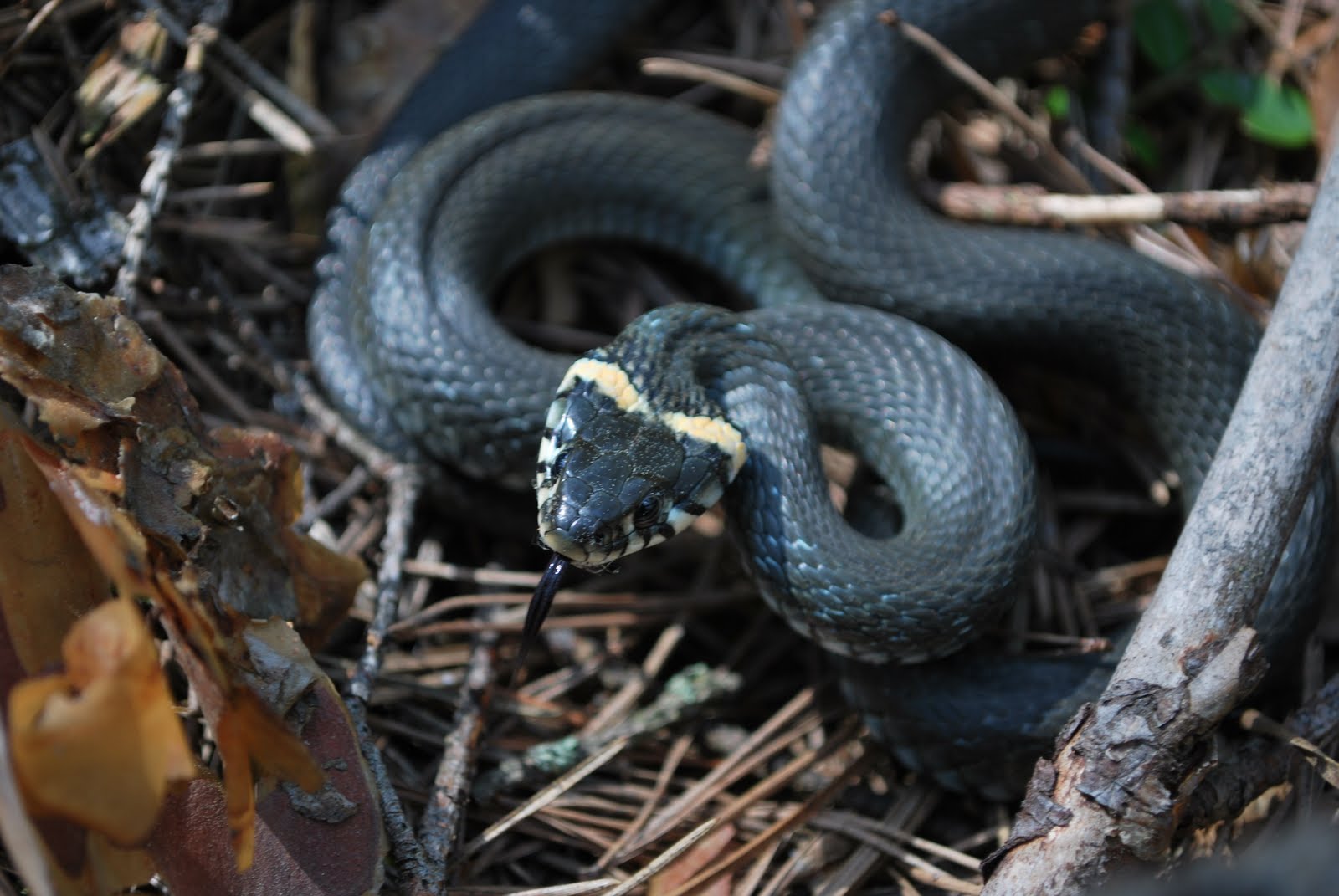 Latvijas Dabas muzeja blogs: Kā neapjukt čūsku valstībā?