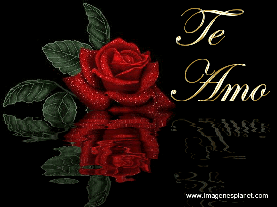 Imágenes de rosas con frases de amor