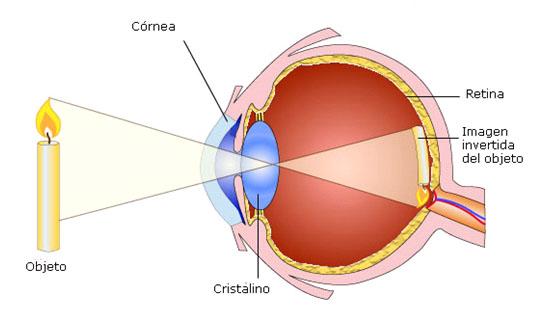 Dr. Danilo Antonio Castillo G.: Alteraciones de la visión