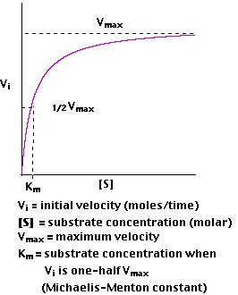 Free Biotechnology Notes: Michaelis Menton Equation