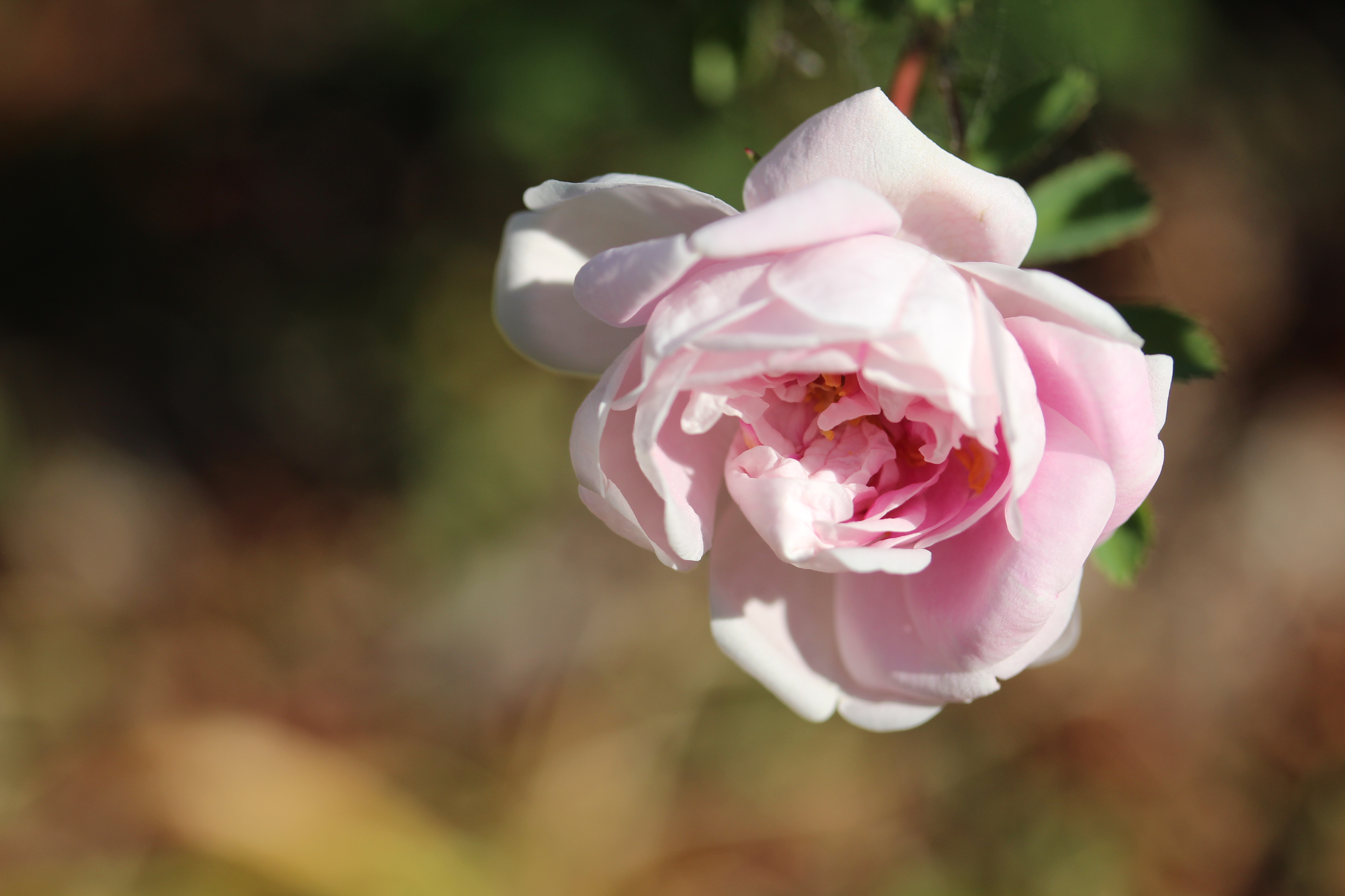 Koivuharjun puutarhasta kuvattua ja kuvailtua: Hurmaavat ruusut