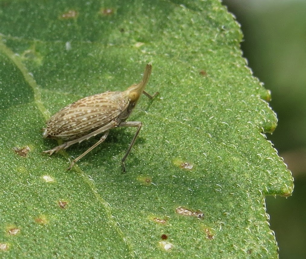Bug Eric: Scolops Planthoppers