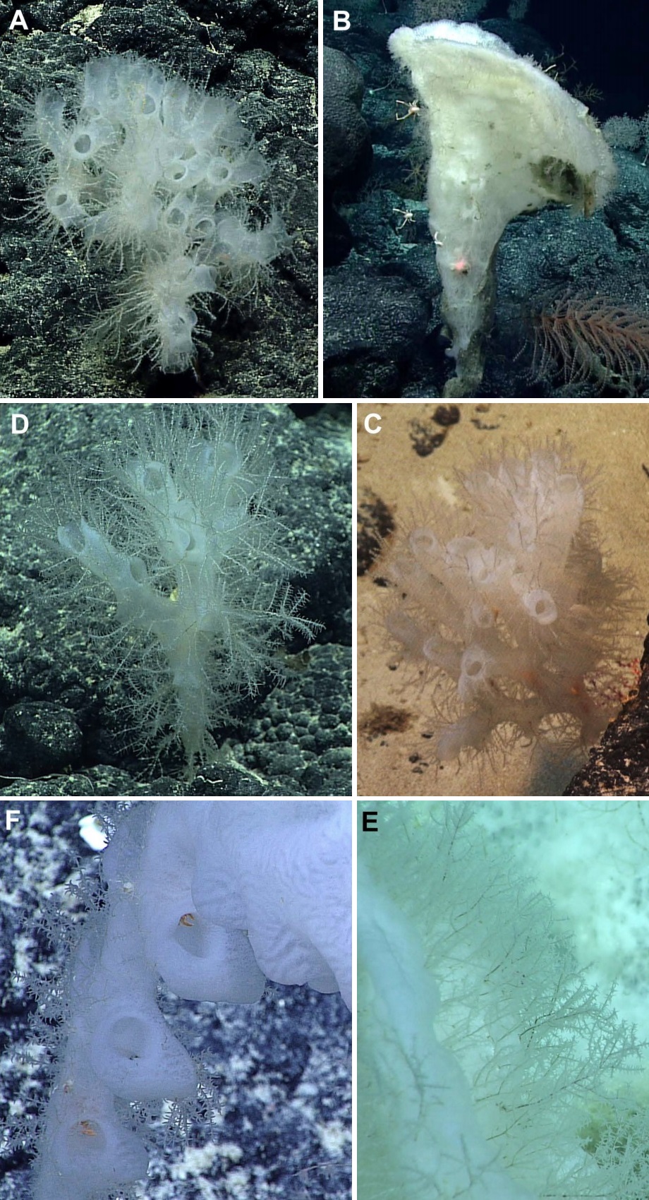 Species New to Science: [Cnidaria • 2020] Antipathes sylospongia ...