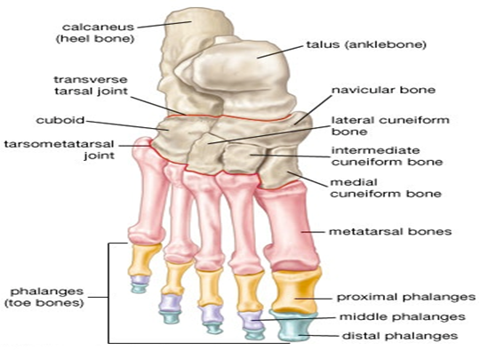 HIMA KEPERAWATAN SIDOARJO: EKSTERMITAS BAWAH