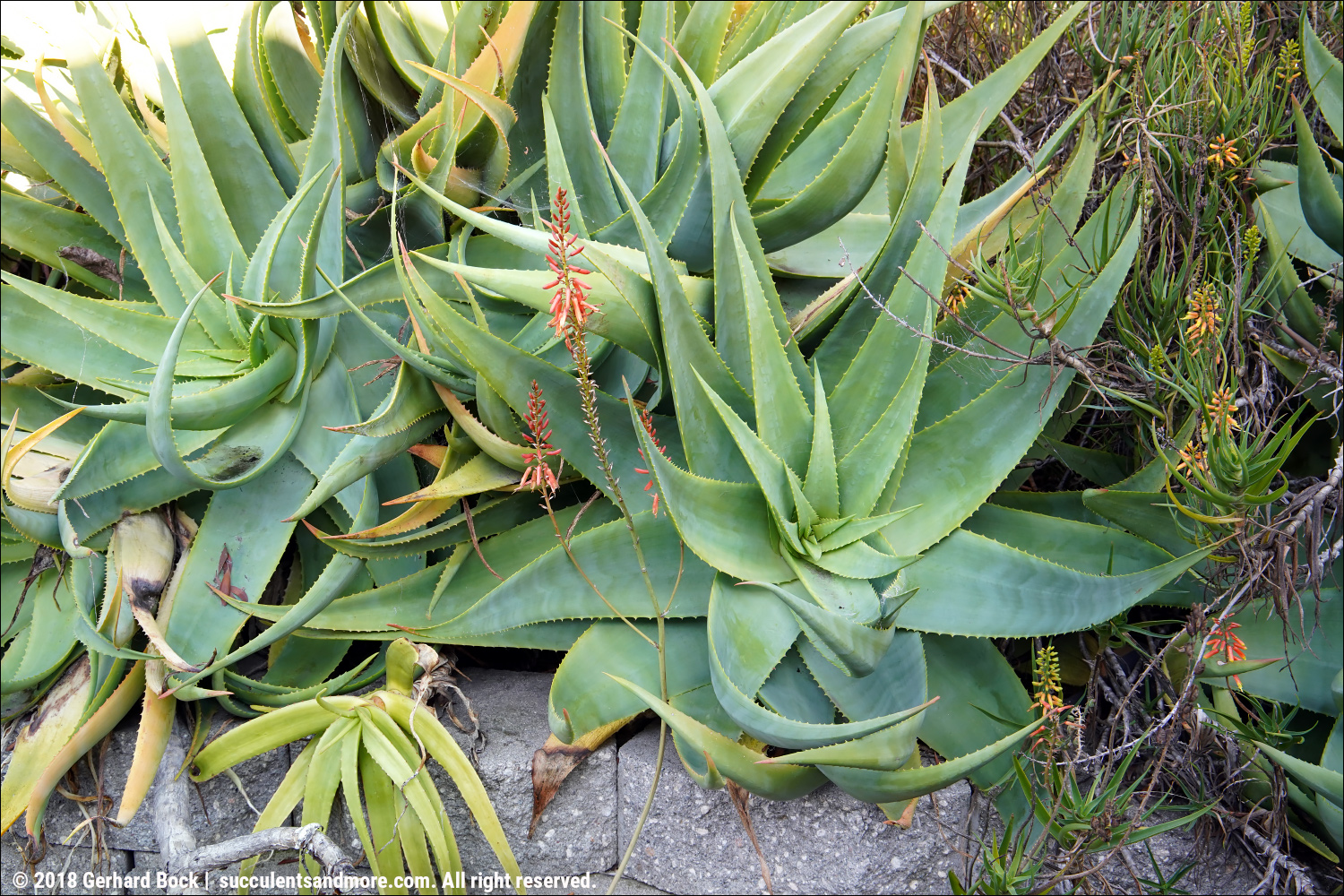 John Miller's Oakland aloe garden (Institute for Aloe Studies)
