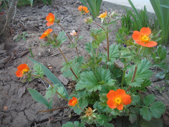 Geum cocineum 'Cooky'